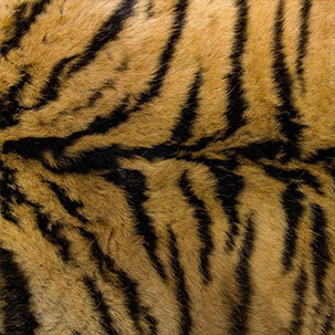 Support WWF-India